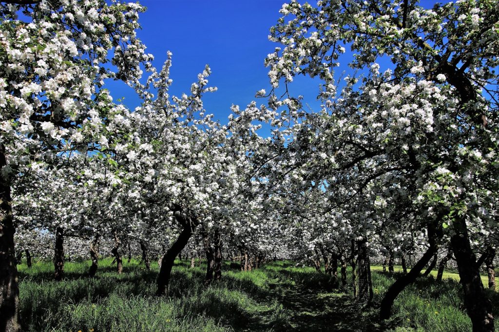 Balul pomilor - KIDIBOT Knowledge Battles