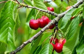 Ciresul - KIDIBOT Knowledge Battles