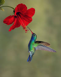 Pasarea colibri - KIDIBOT Knowledge Battles